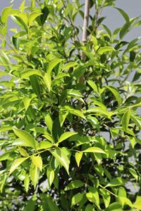 Acmena sublime - The Tree Shop Nursery Melbourne