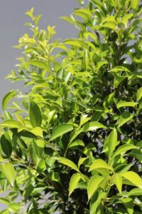 Acmena sublime - The Tree Shop Nursery Melbourne