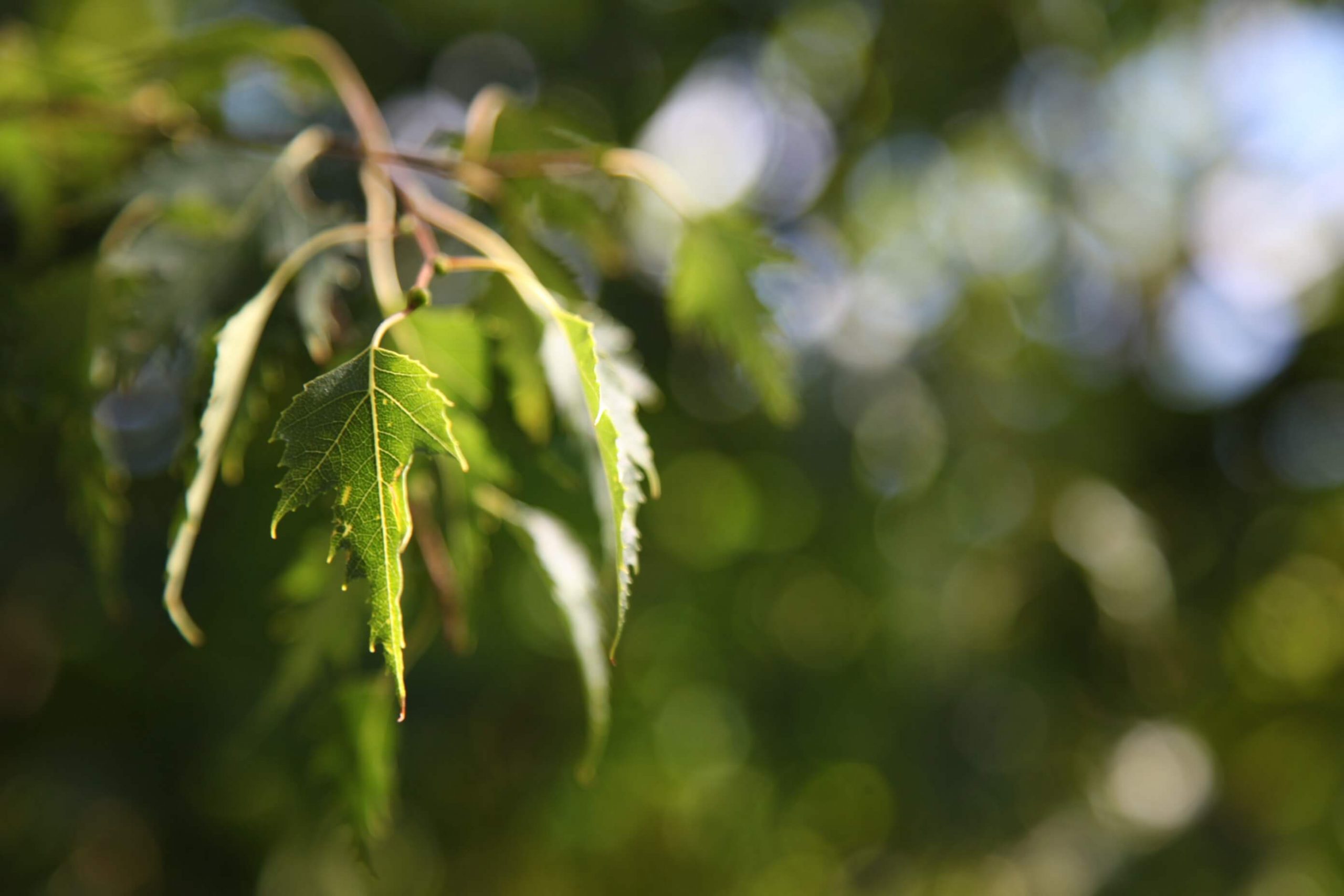 Betula dalecarlica - The Tree Shop Nursery Melbourne