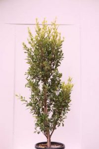 Ficus 'Flash' - The Tree Shop Nursery Melbourne