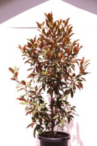 Magnolia 'Kay Parris' - The Tree Shop Nursery Melbourne