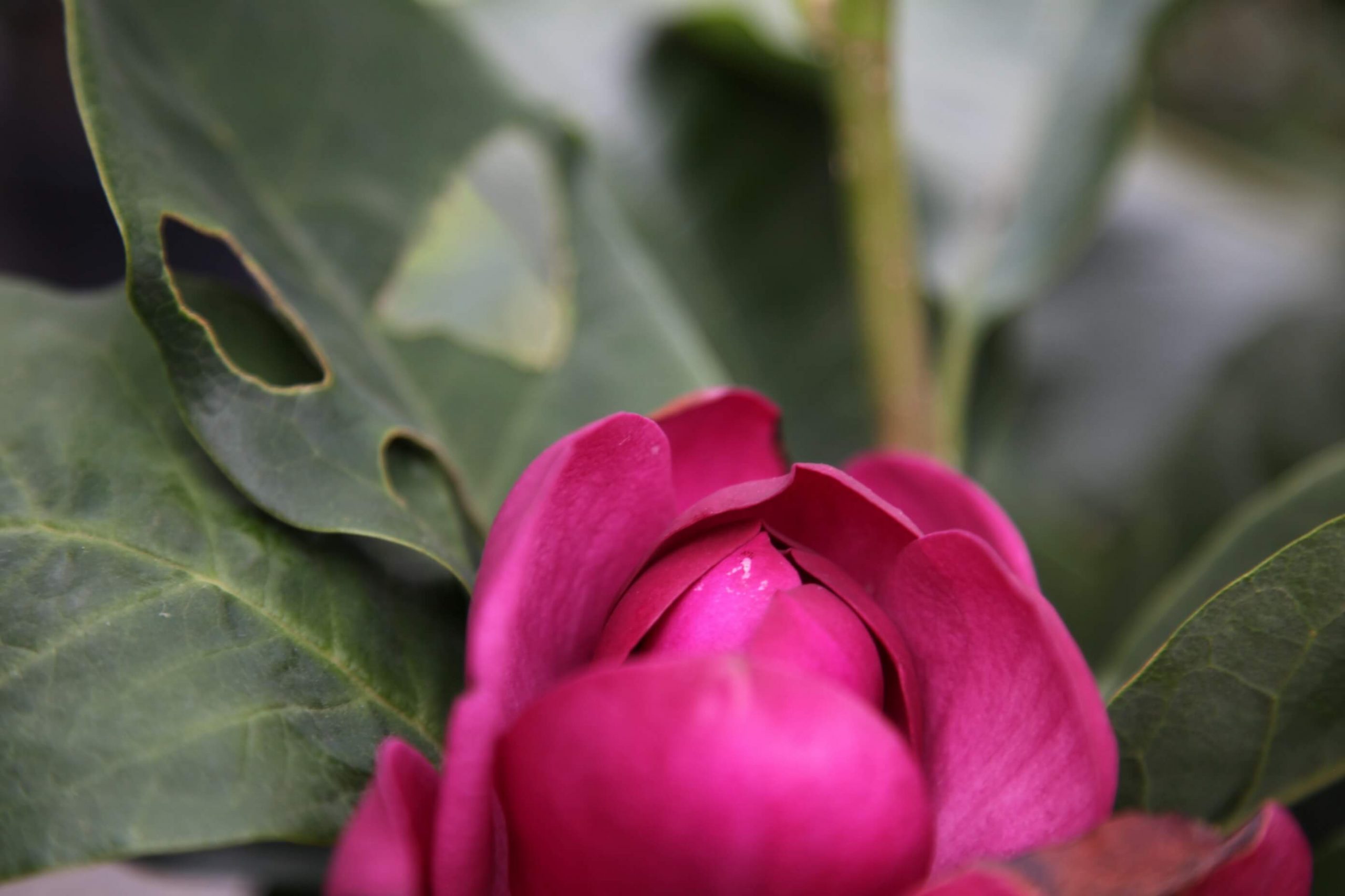 Magnolia Vulcan for Sale in Australia - The Tree Shop Nursery Melbourne