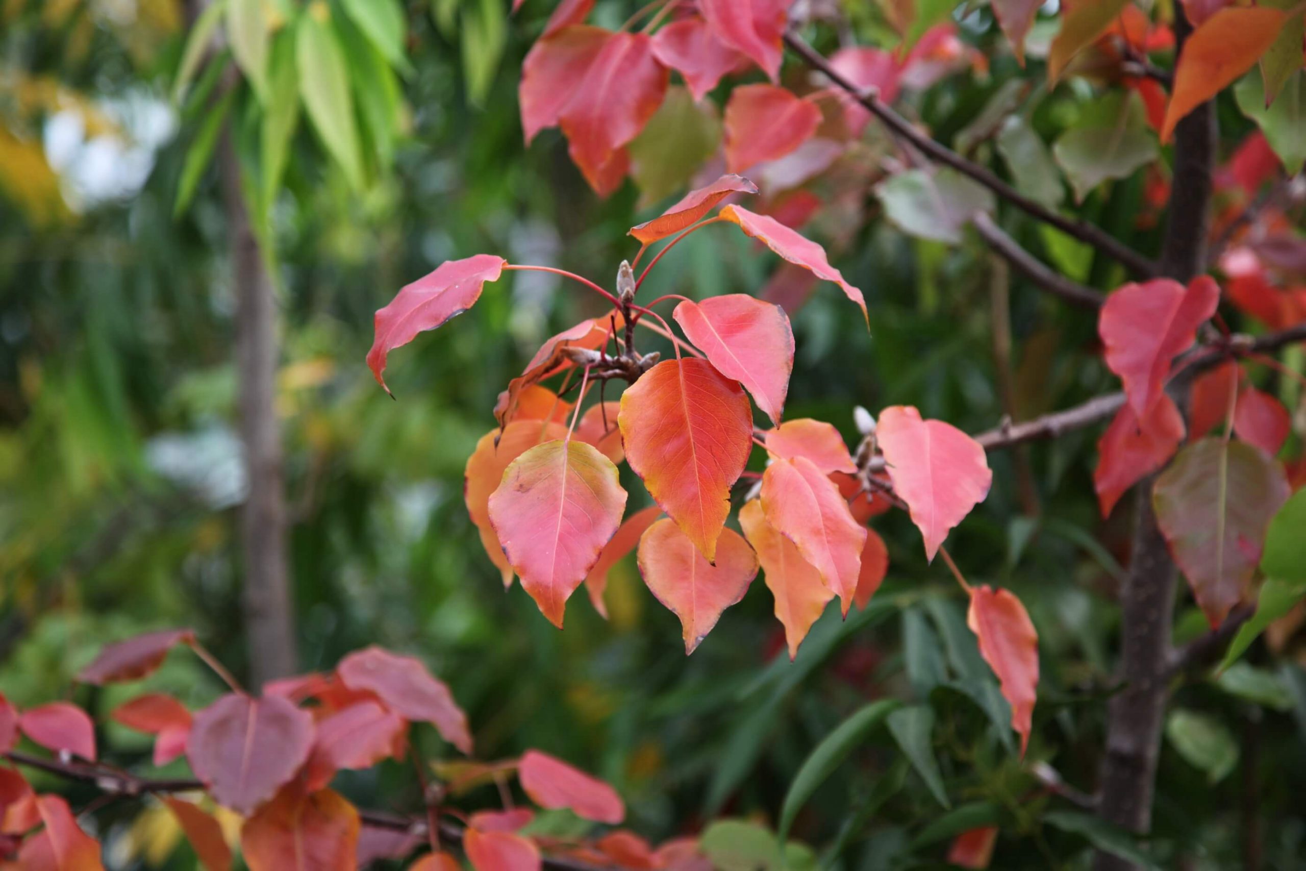 Manchurian Pear