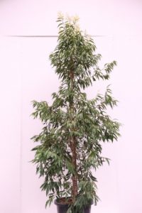 Waterhousia floribunda - The Tree Shop Nursery Melbourne