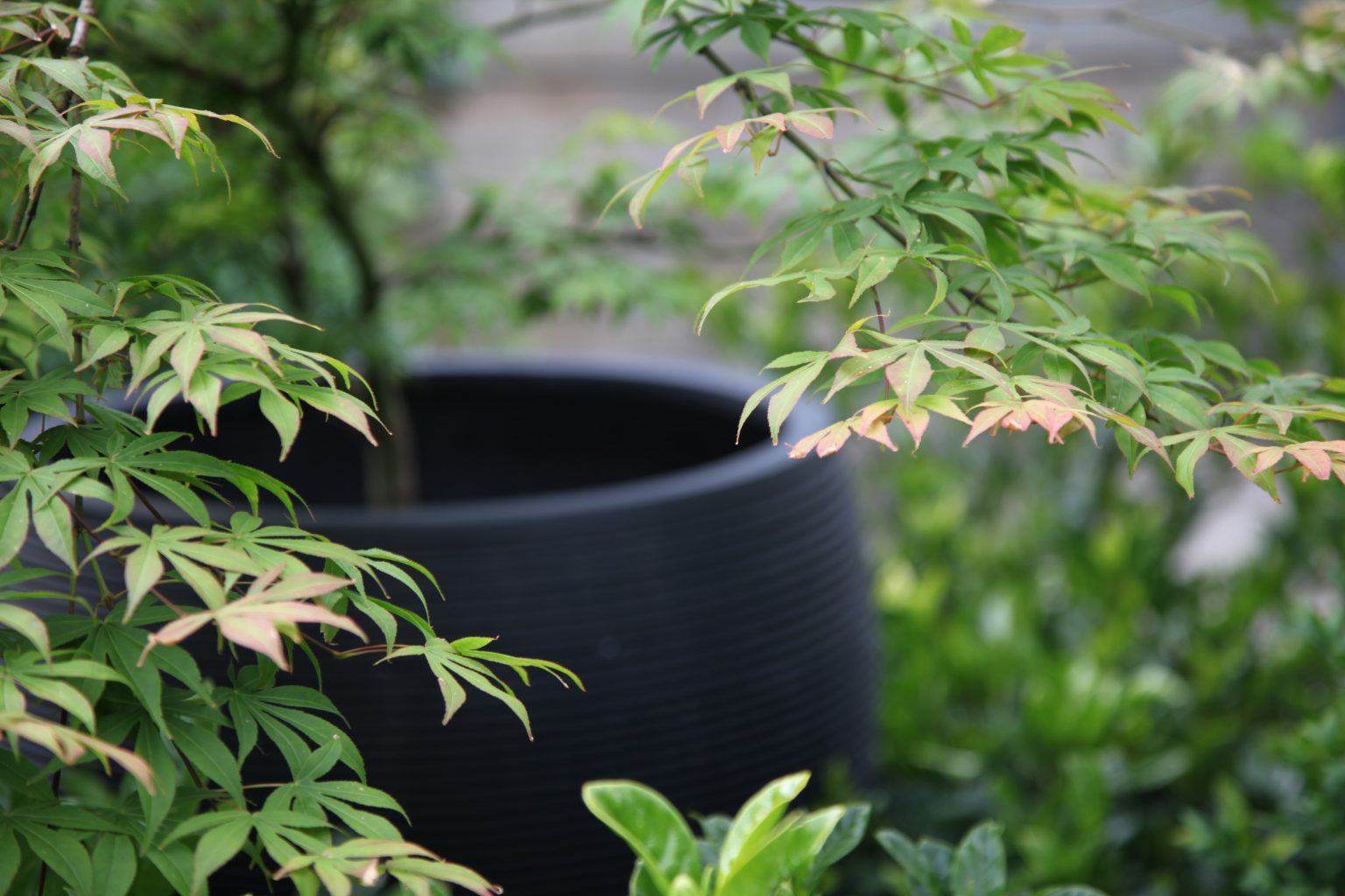 Trees for Pots | Do you know this one is for you?- TheTreeShop