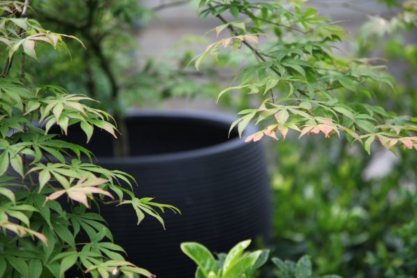 Trees for Pots | Do you know this one is for you?- TheTreeShop