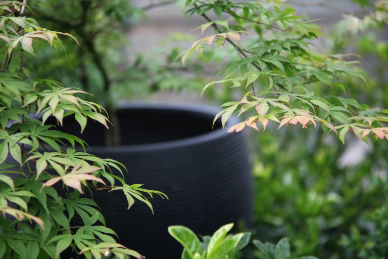 Trees for Pots | Do you know this one is for you?- TheTreeShop