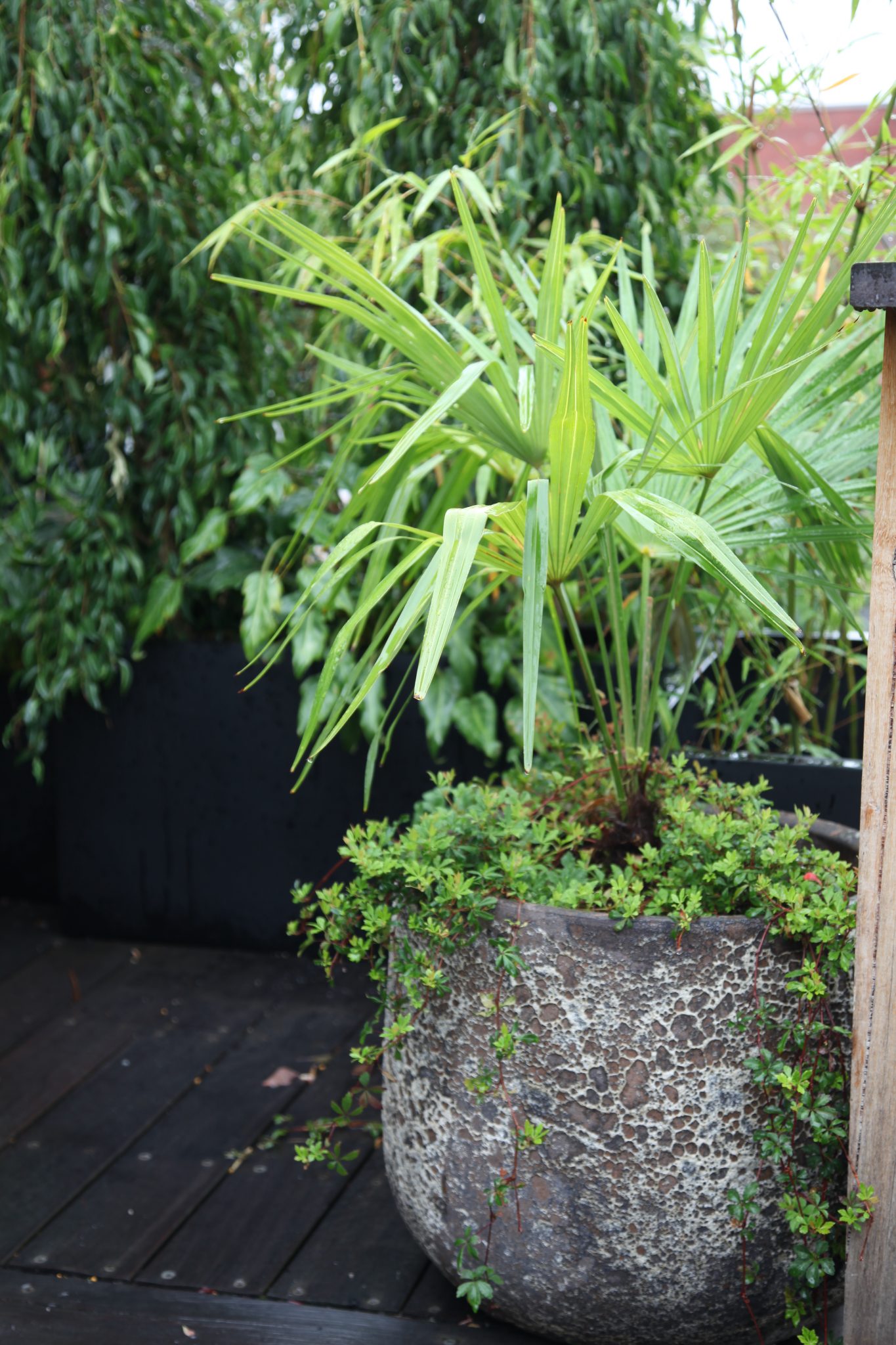 Here is the List of Best Small Trees for Pots - TheTreeShop