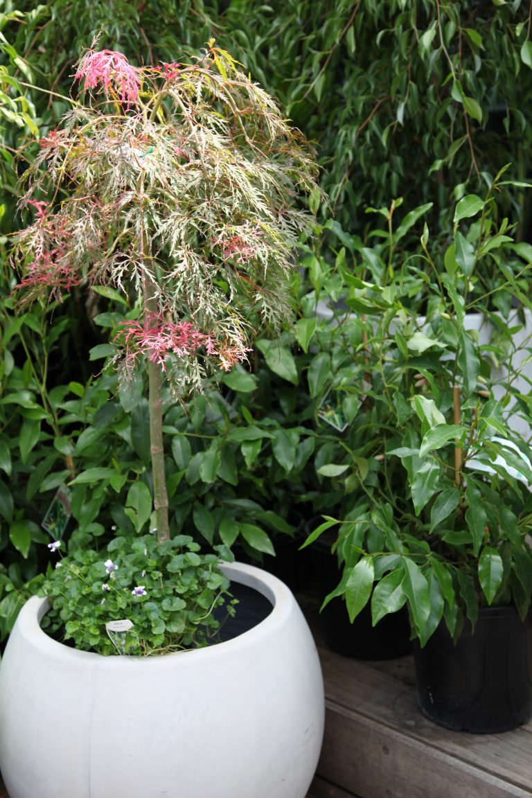 Trees for Pots | Do you know this one is for you?- TheTreeShop