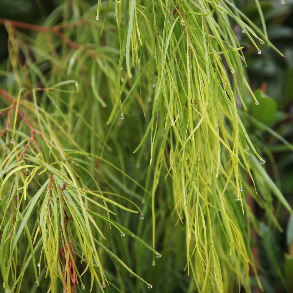 Advanced Trees, Mature & Feature Trees for Sale in Melbourne, Australia