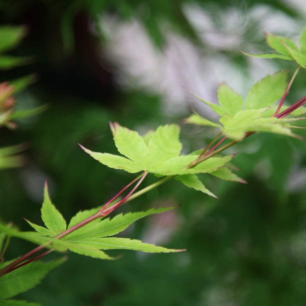 Japanese Maple Melbourne - The Tree Shop