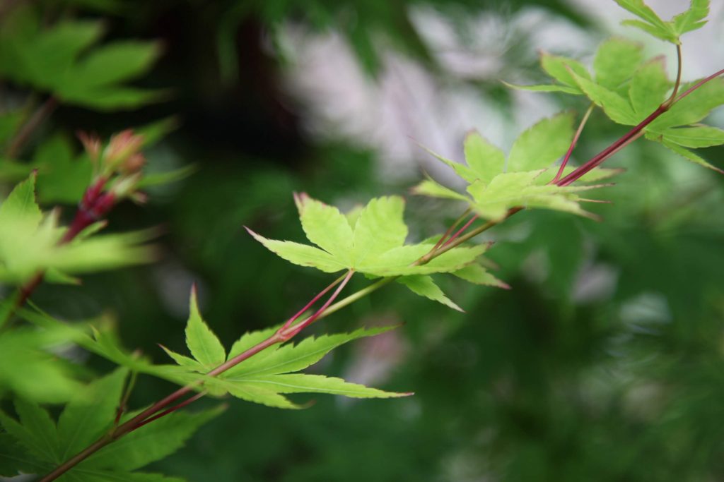 Acer palmatum Japanese Maple - The Tree Shop Nursery Melbourne