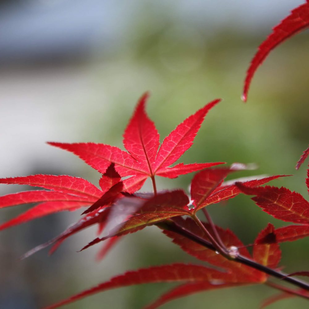 Japanese Maple Melbourne - The Tree Shop