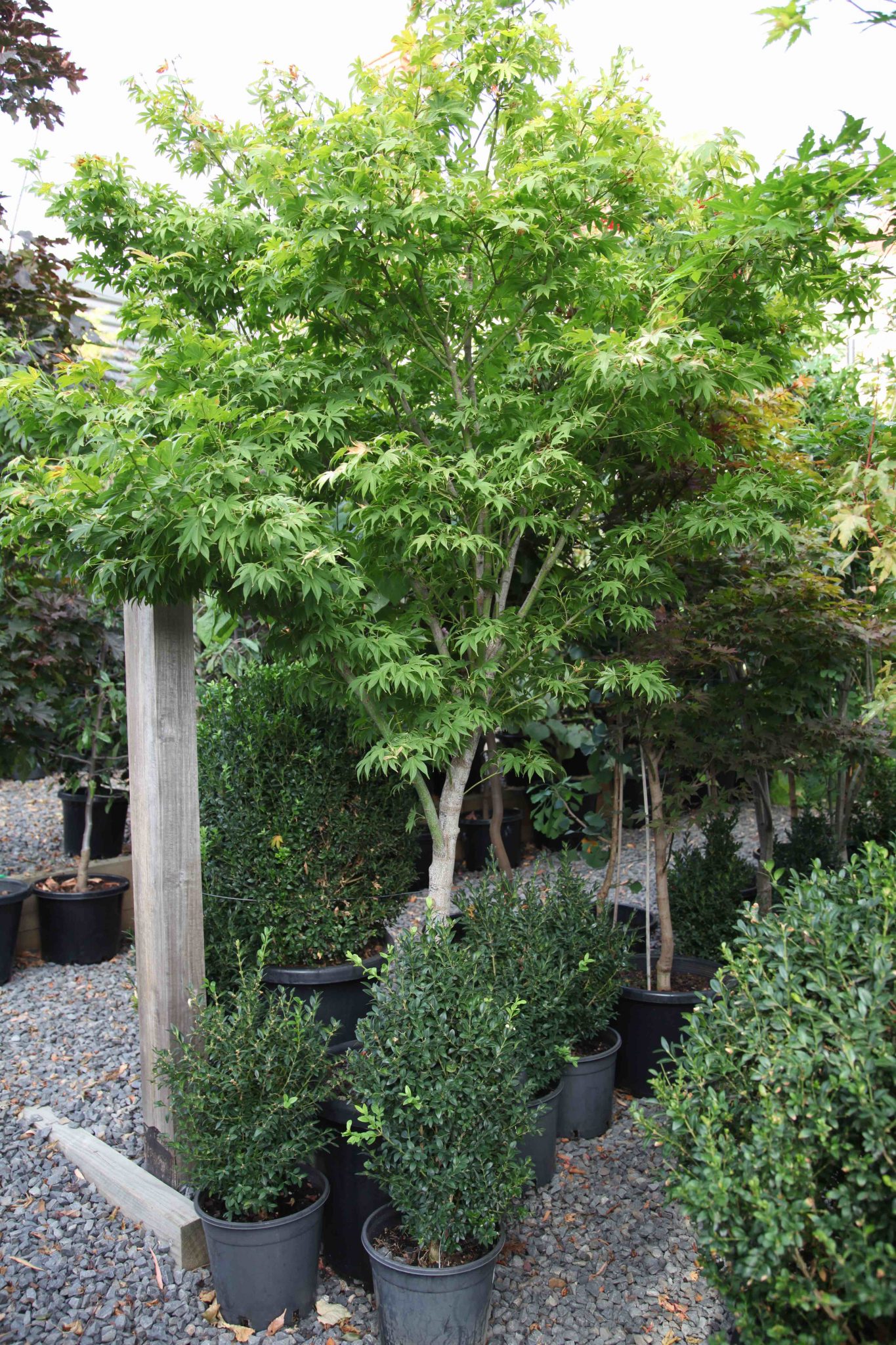 Acer Osakazuki - The Tree Shop Nursery Melbourne