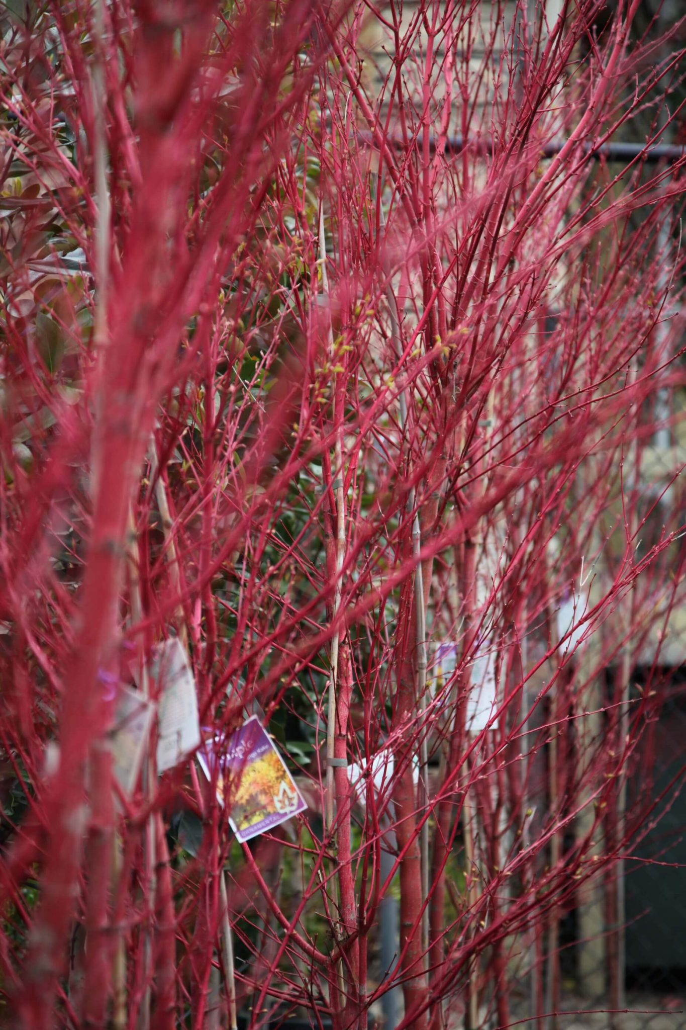 Acer palmatum Senkaki for Sale - TheTreeShop Nursery Melbourne