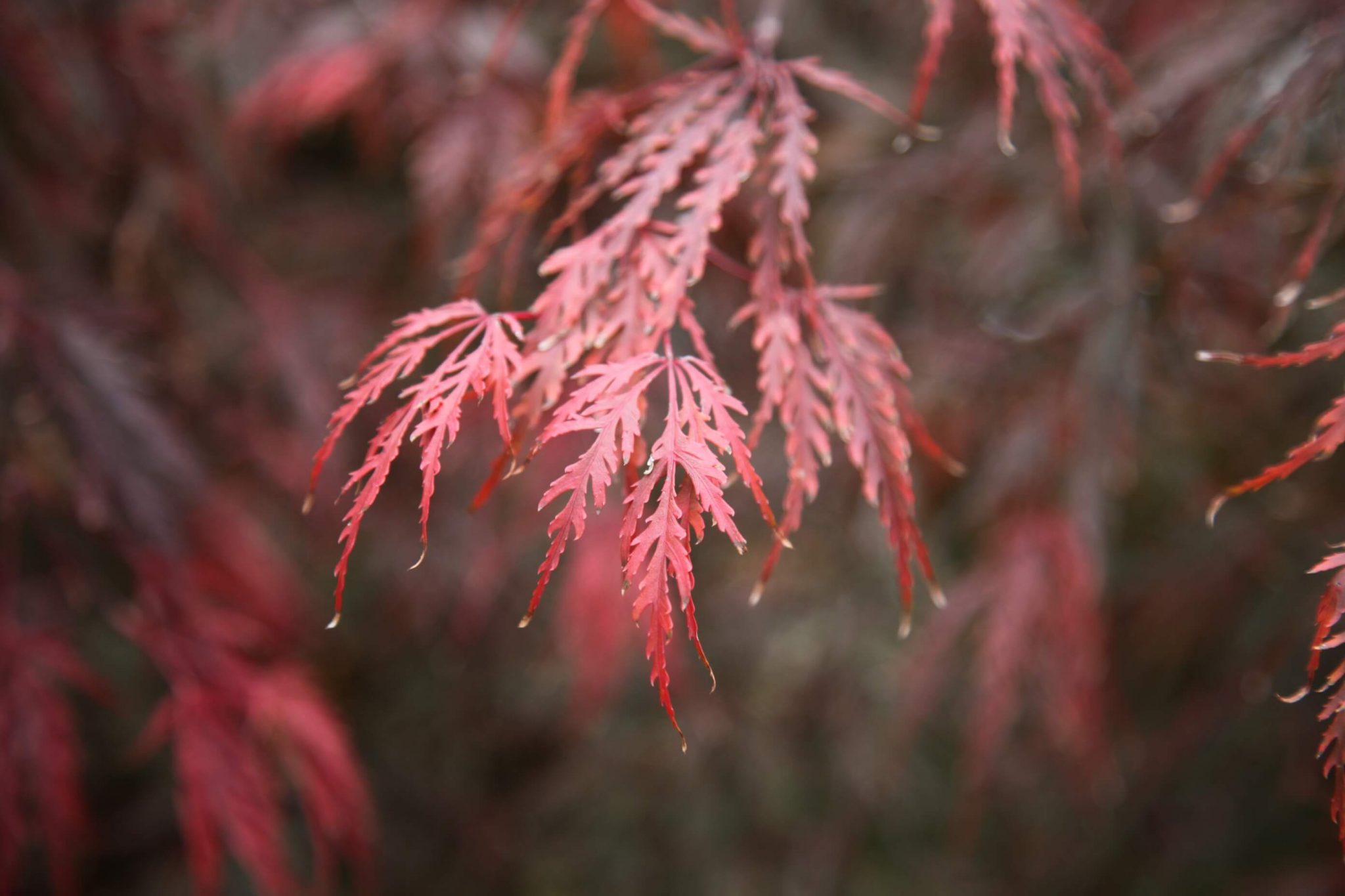 Acer Palmatum Dissectum Atropurpureum - Plant Nursery Melbourne