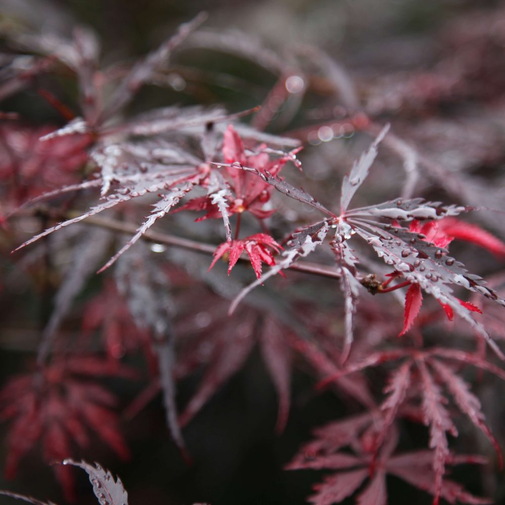 Japanese Maple Melbourne - The Tree Shop