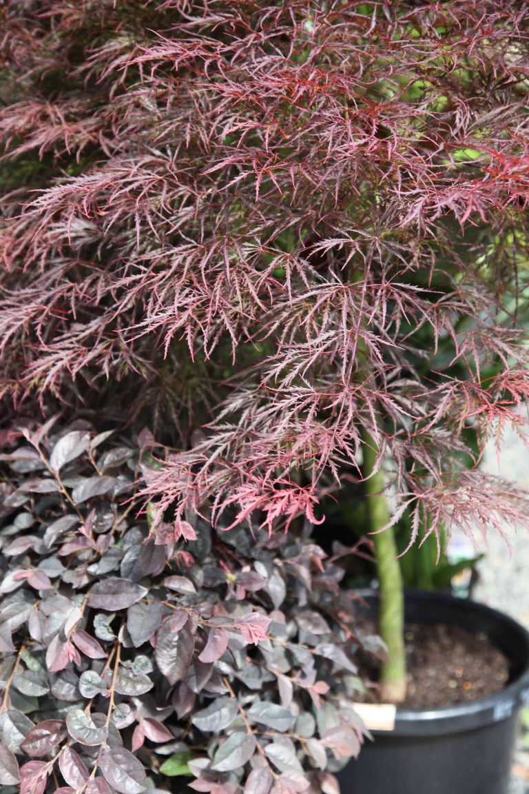 Acer Palmatum Dissectum Atropurpureum - Plant Nursery Melbourne