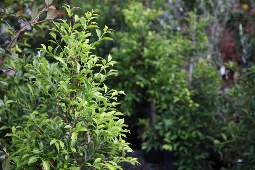 Acmena sublime - The Tree Shop Nursery Melbourne