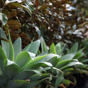 Accent Plants for Landscaping & Pots - Nursery Melbourne