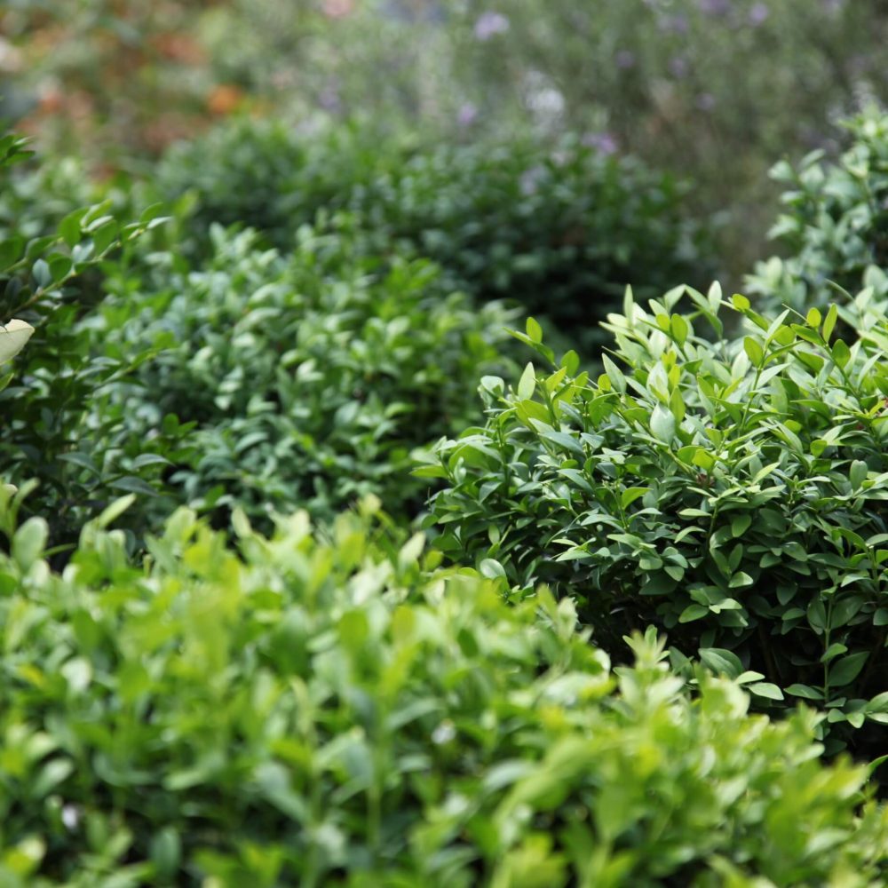 Cercis Aurelian - The Tree Shop