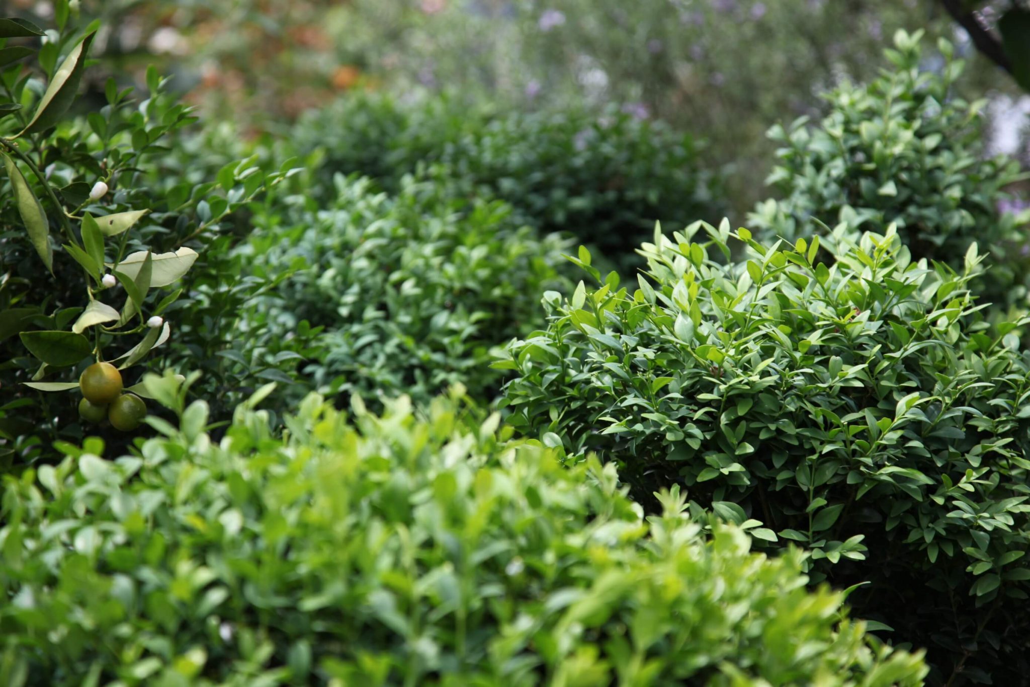 Buxus sempervirens English Box - The Tree Shop Nursery Melbourne