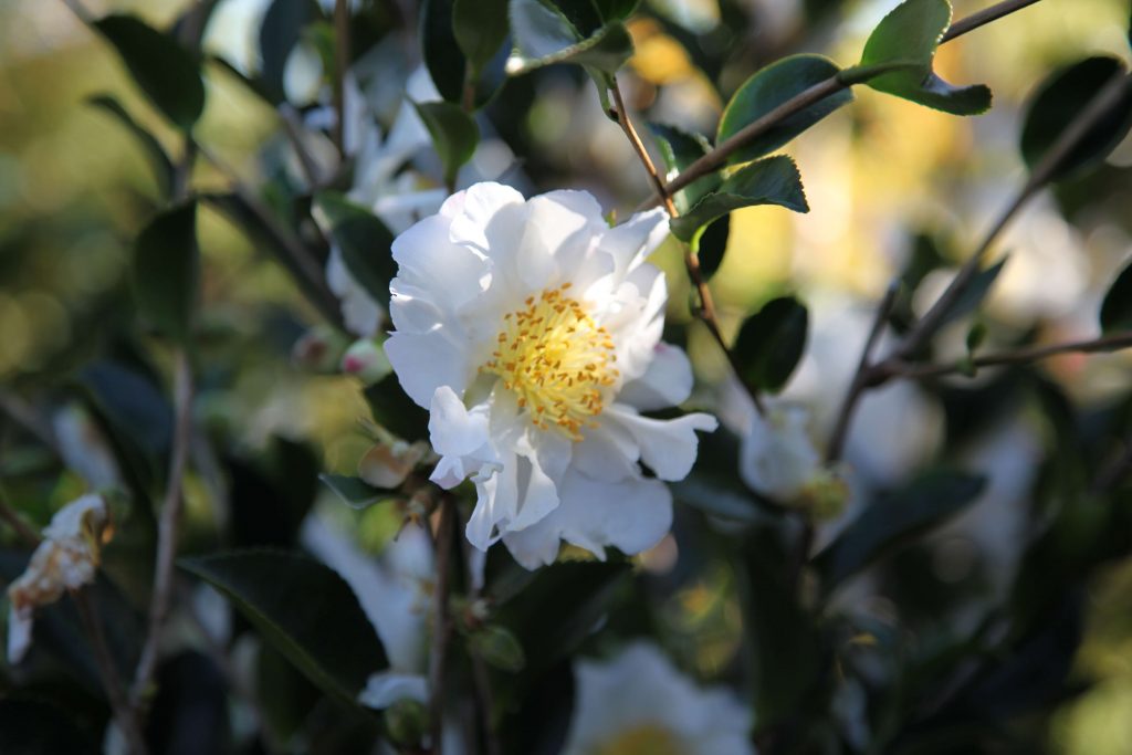 Camellia setsugekka - Online Plant Nursery Surrey HIlls
