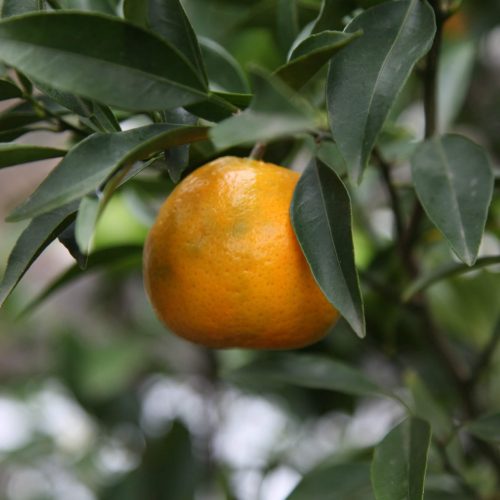 Fruit Trees Melbourne - The Tree Shop