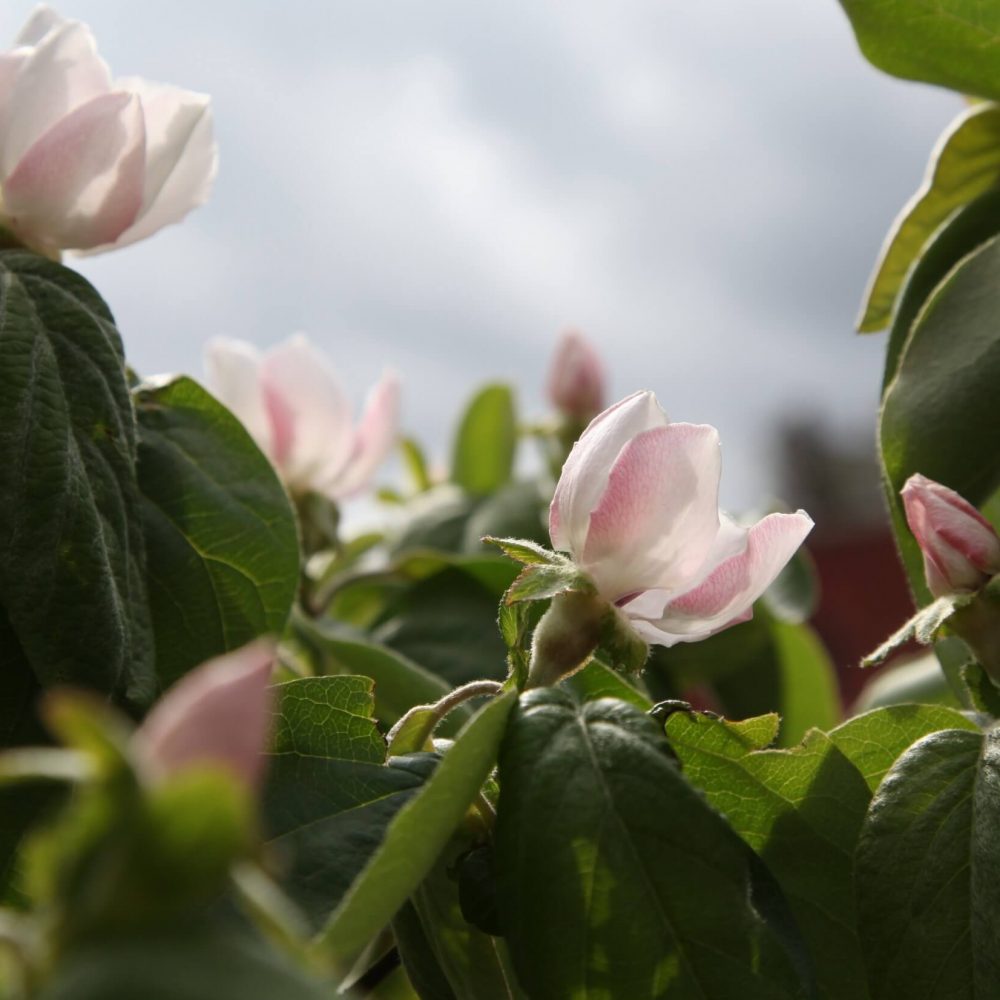 Advanced Trees, Mature & Feature Trees for Sale in Melbourne, Australia