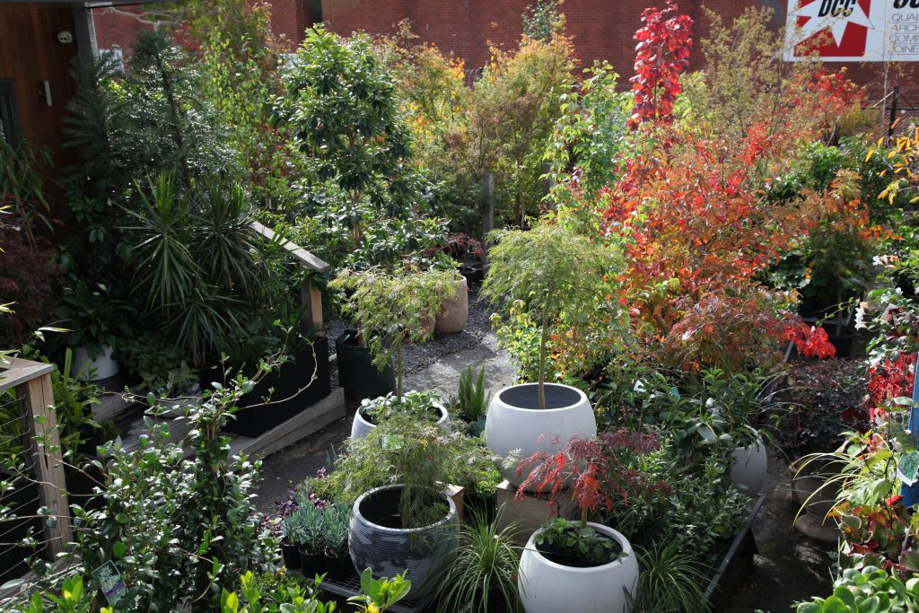 Evergreens and Autumn - Planting Guide 2022