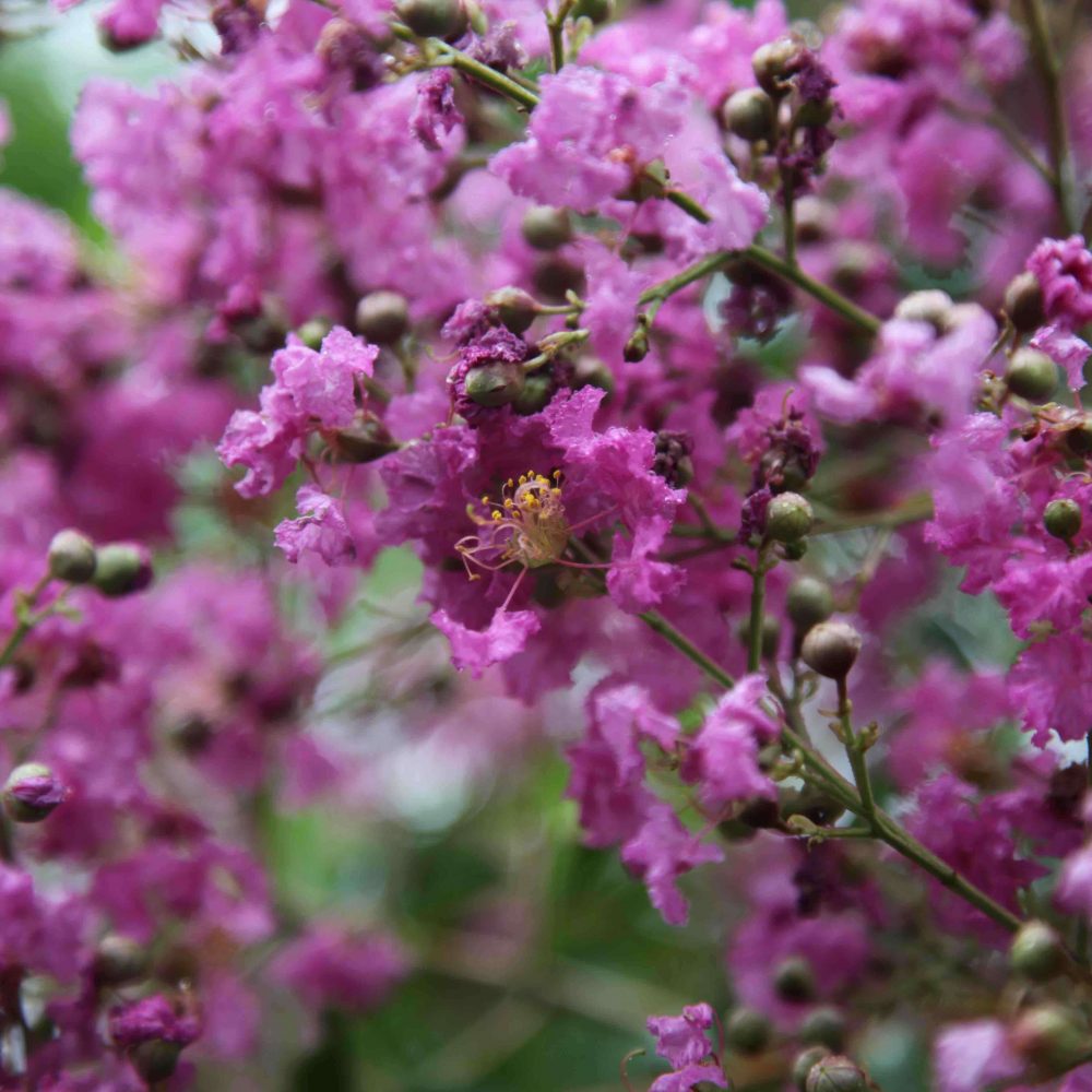 Flowering Trees Archives - The Tree Shop