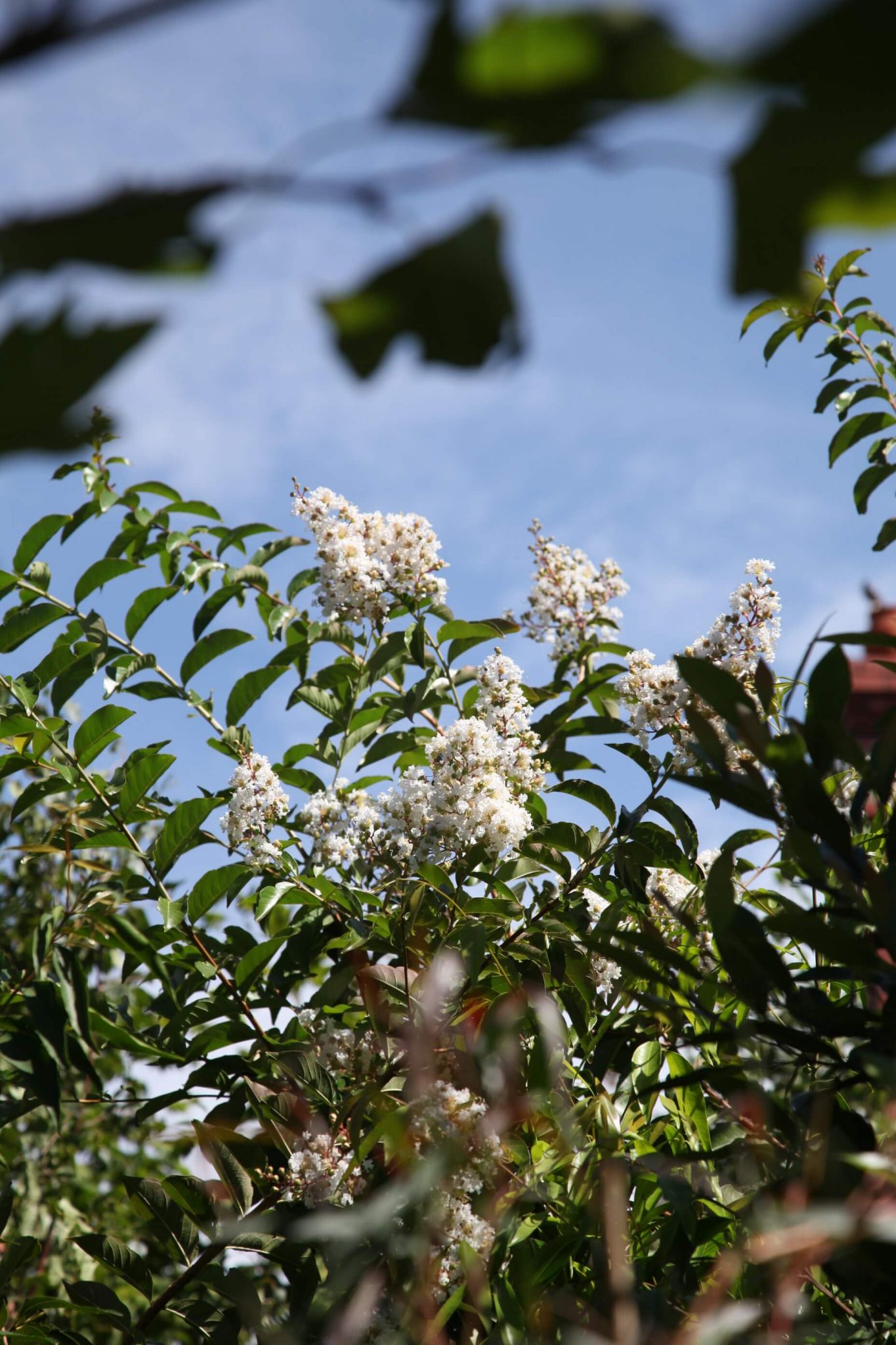 Lagerstroemia 'Natchez' - The Tree Shop Nursery Melbourne