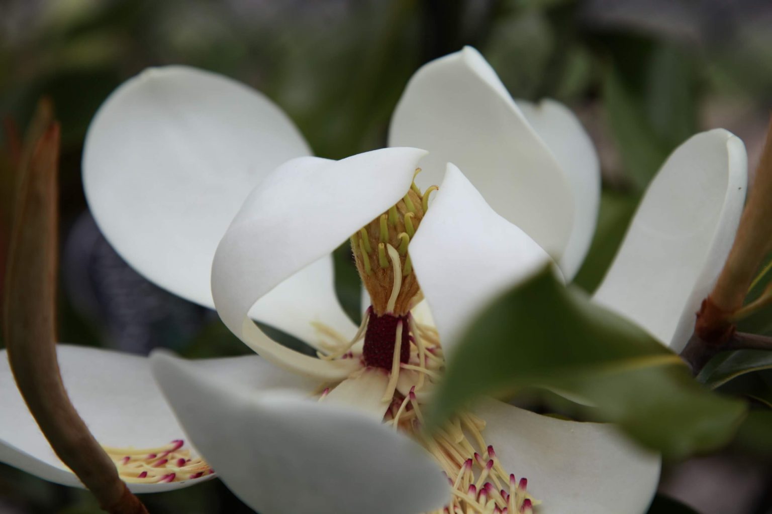 Magnolia 'Kay Parris' - The Tree Shop Nursery Melbourne
