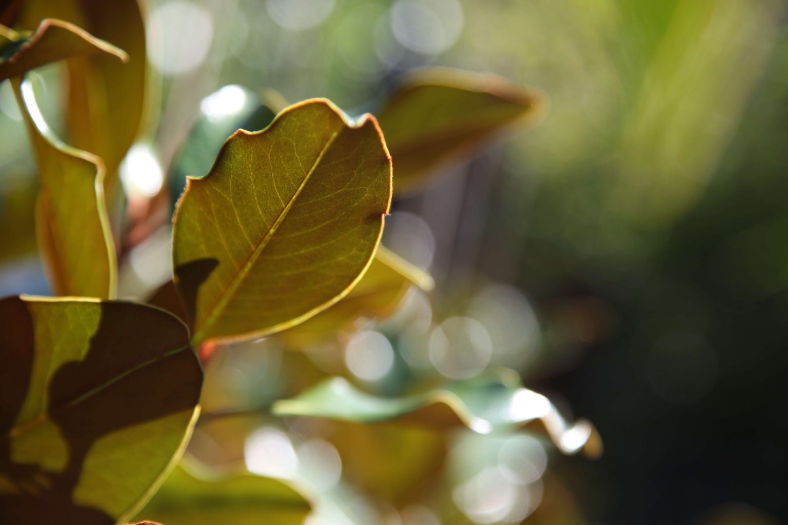 Magnolia 'Kay Parris' - The Tree Shop Nursery Melbourne