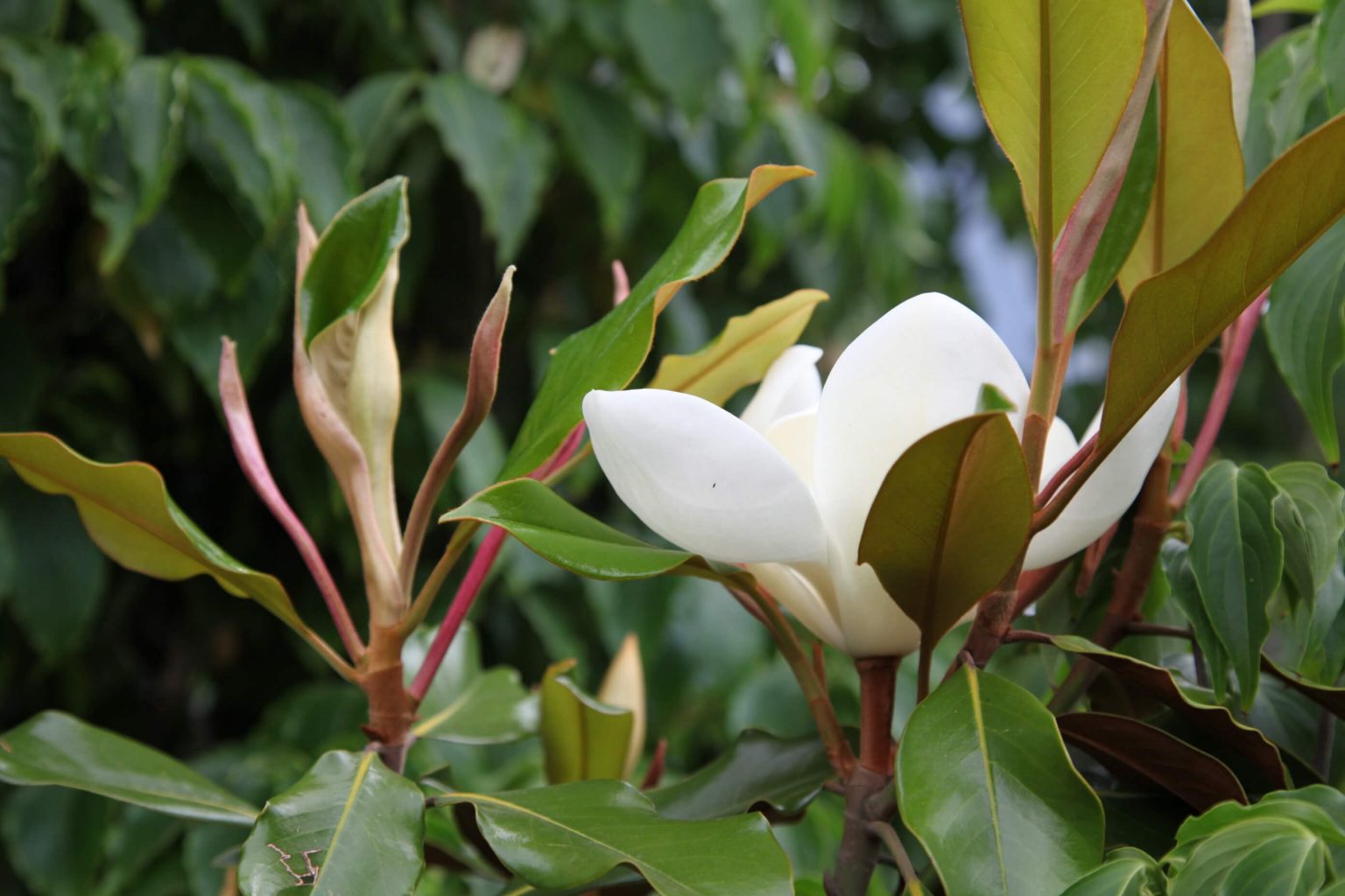Magnolia 'Kay Parris' - The Tree Shop Nursery Melbourne