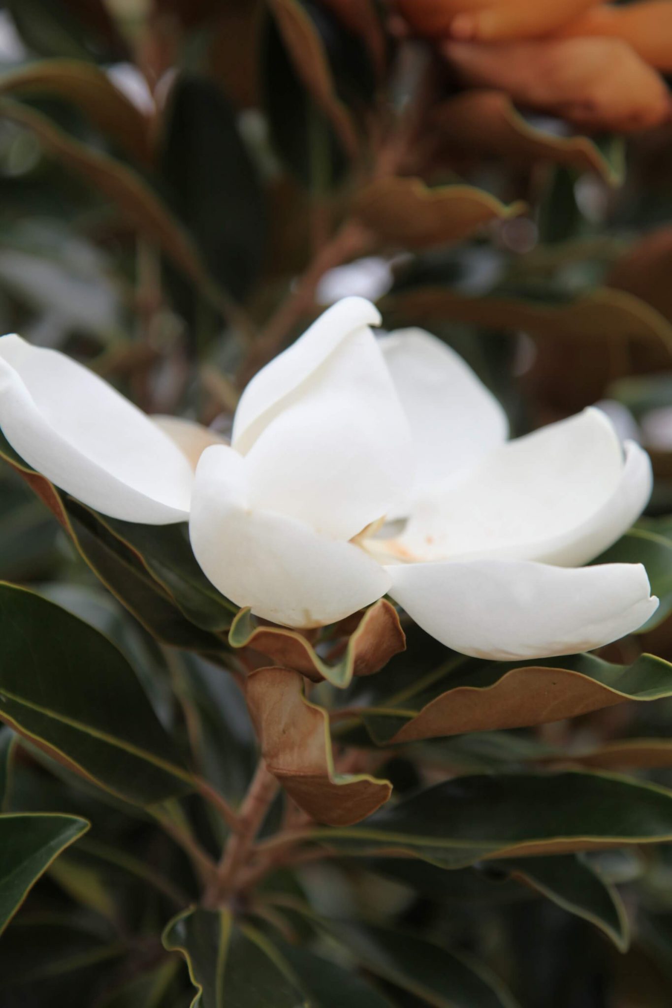 Magnolia Little Gem - The Tree Shop Nursery Melbourne