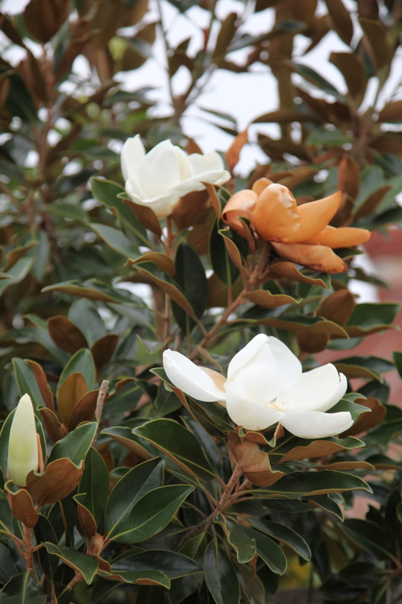 Magnolia Little Gem - The Tree Shop Nursery Melbourne