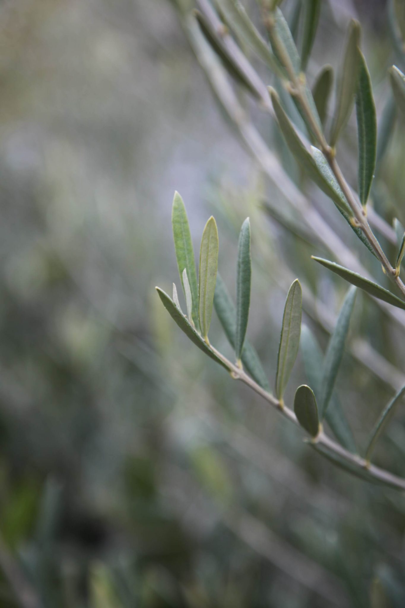 Olive 'Tolleys Upright' - The Tree Shop Nursery Melbourne