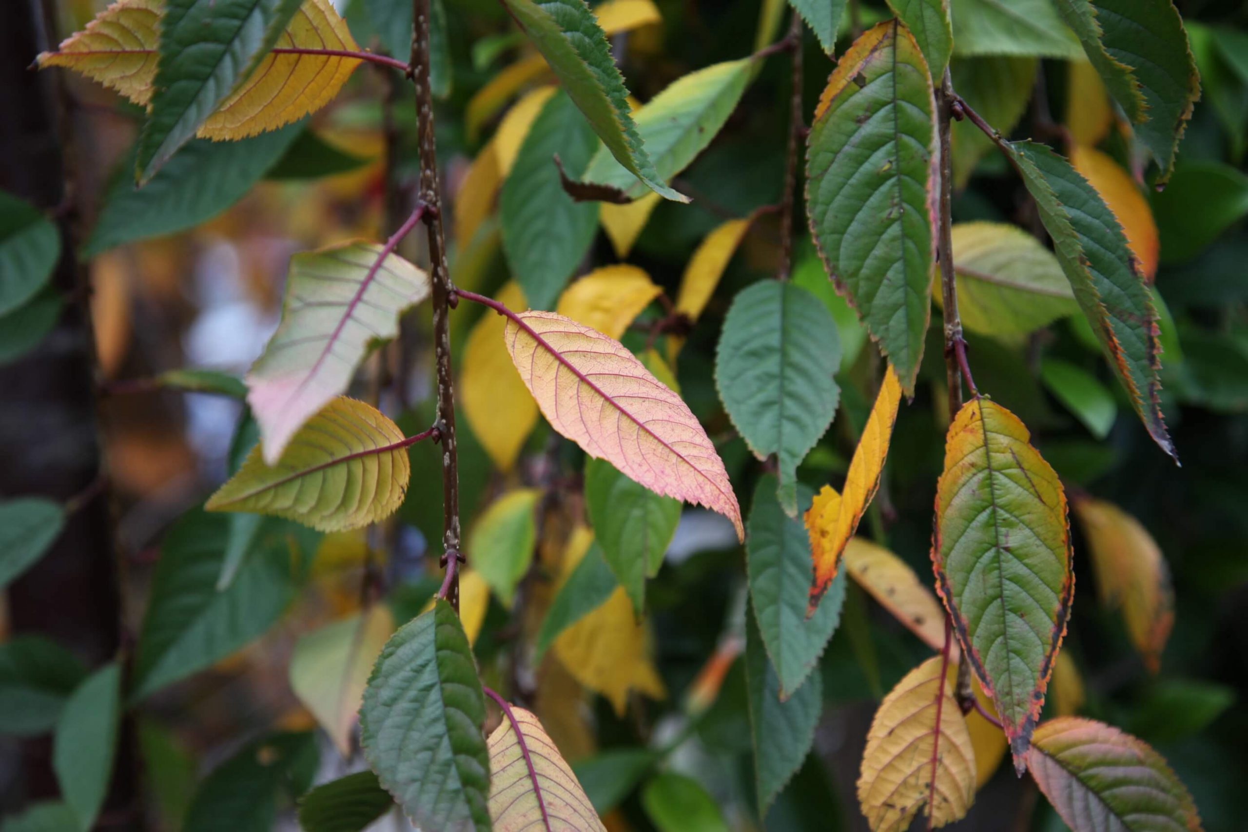 Prunus Pink Snow Showers - The Tree Shop