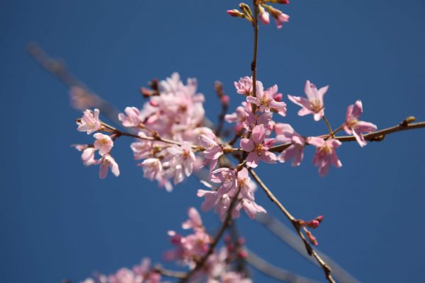 Prunus Pink Snow Showers - The Tree Shop