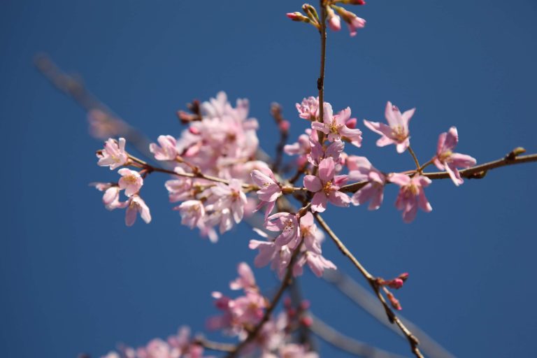Prunus Pink Snow Showers - The Tree Shop
