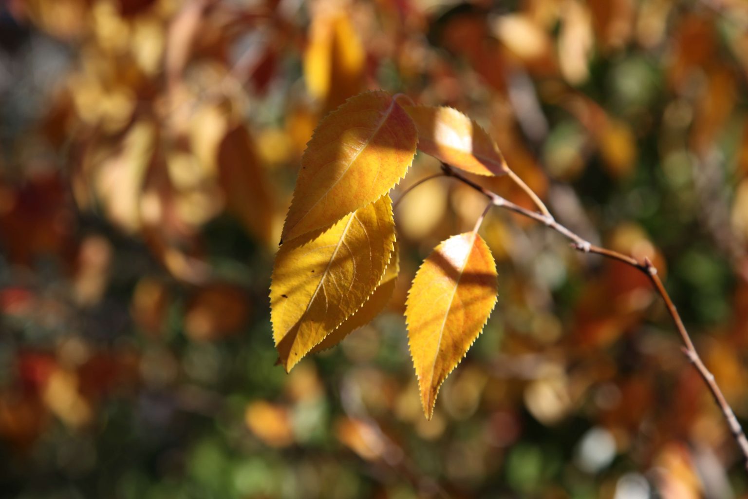 Snow Pear Tree - The Tree Shop Nursery Melbourne