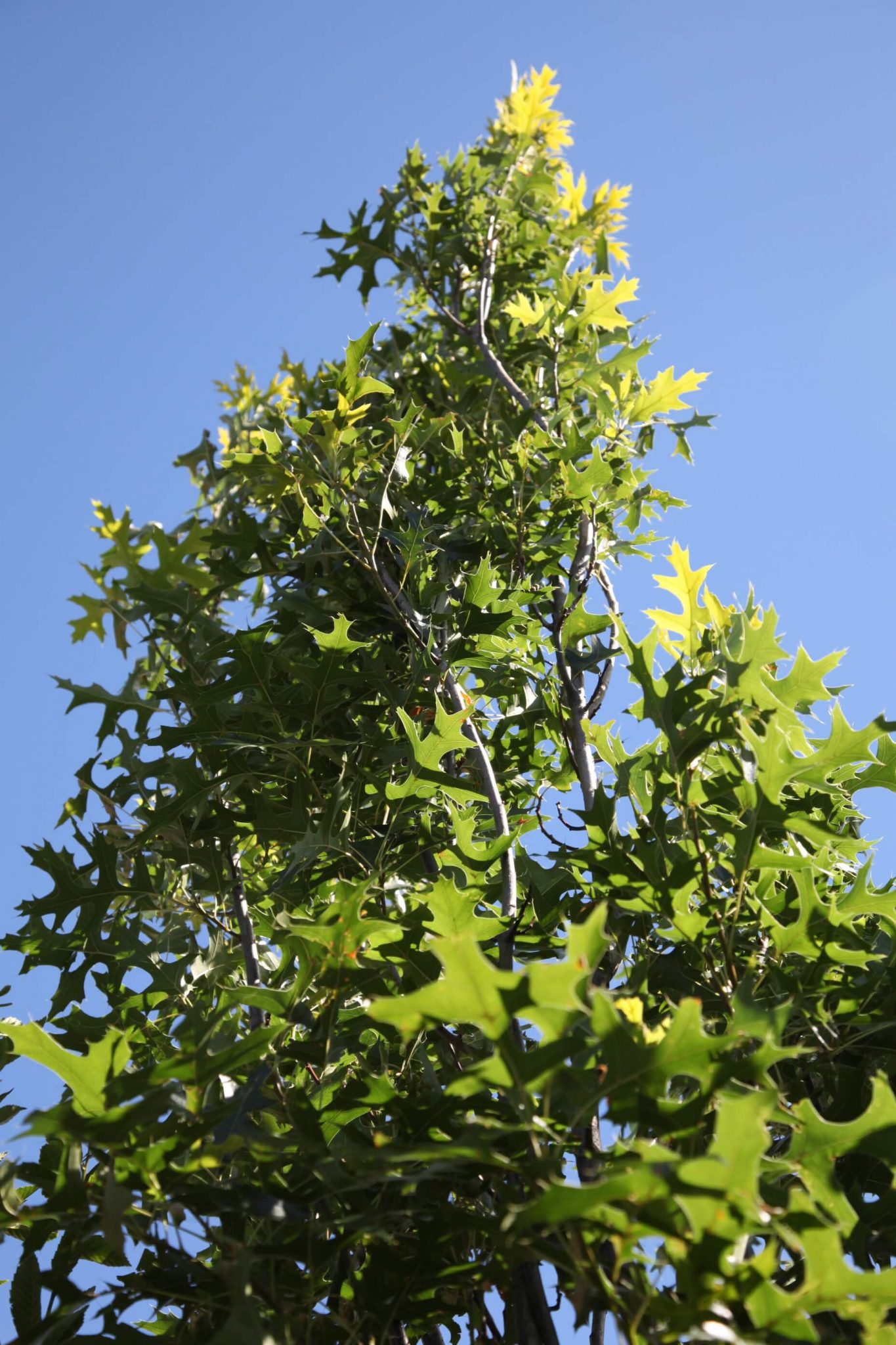 Green Pillar Oak - The Tree Shop Nursery Melbourne