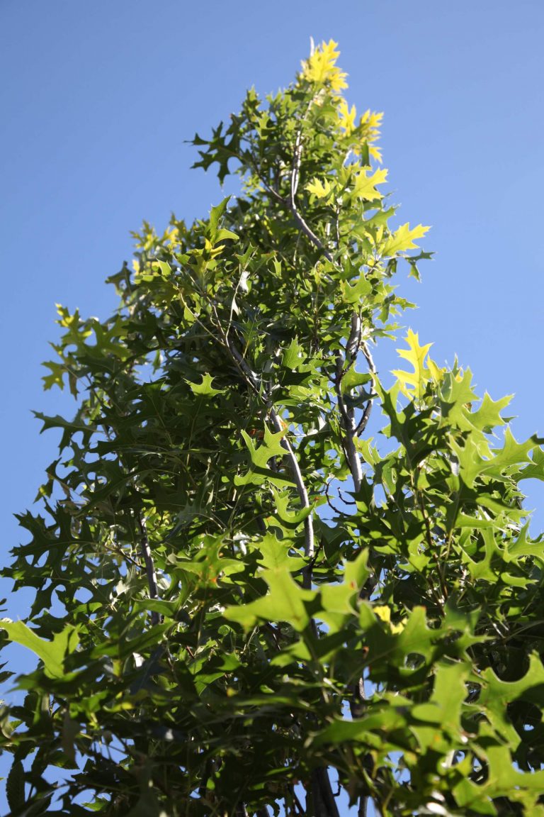 Green Pillar Oak - The Tree Shop Nursery Melbourne