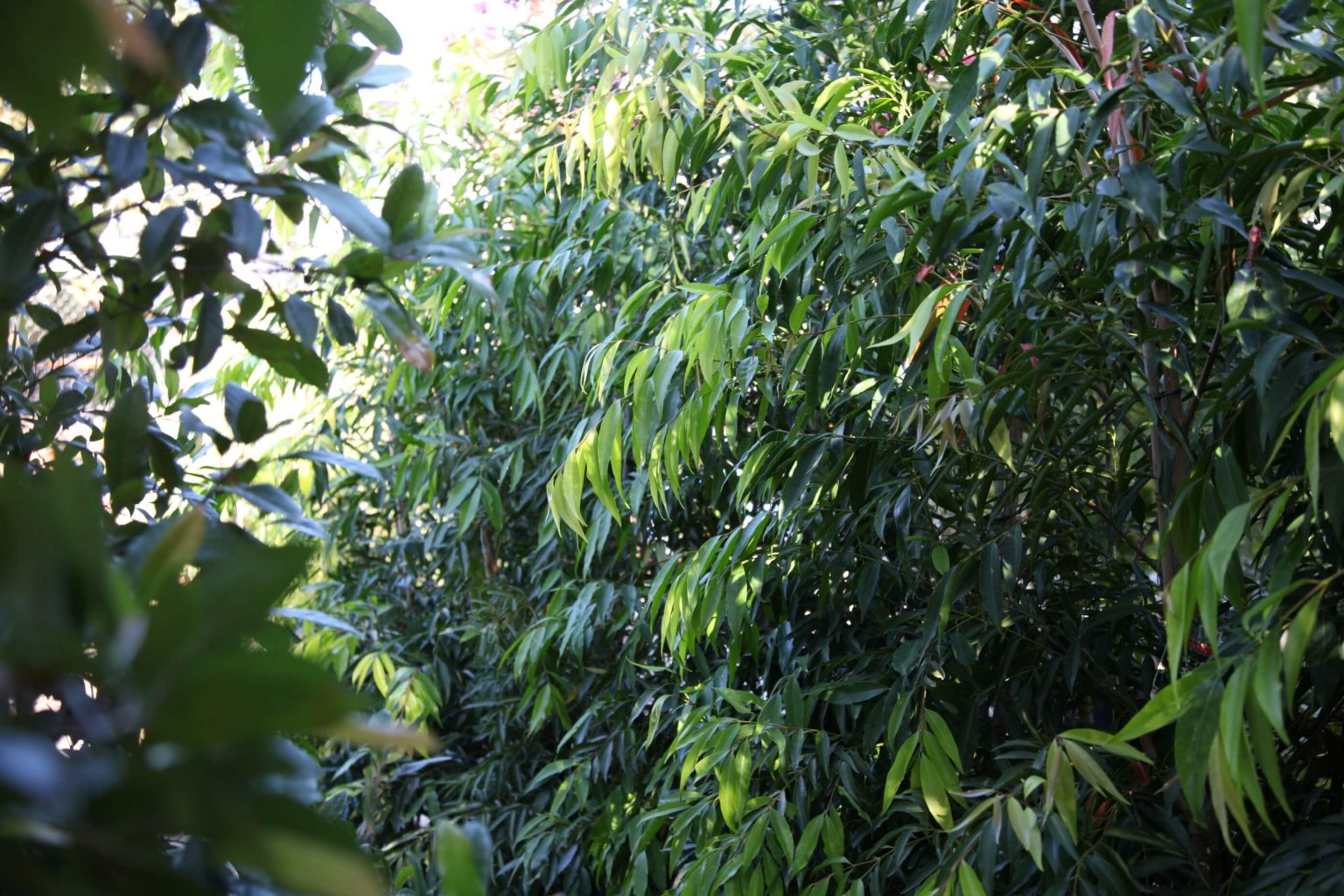 Waterhousia floribunda - The Tree Shop Nursery Melbourne