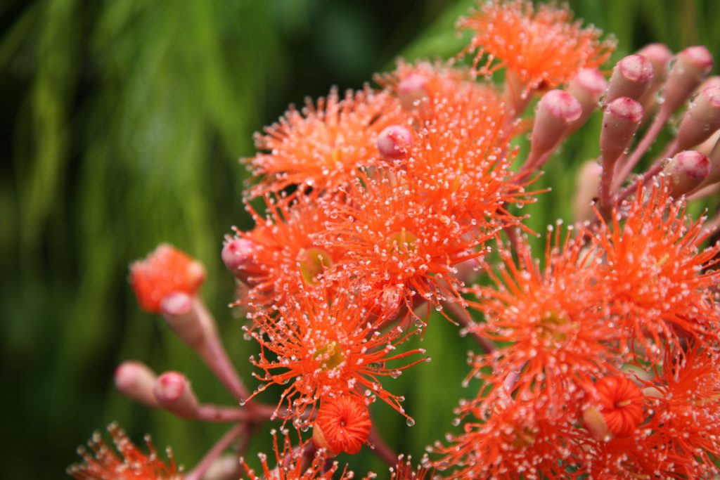Corymbia Baby Orange - The Tree Shop