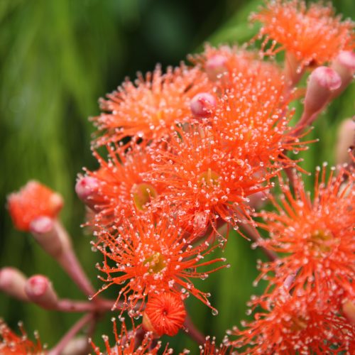 Lagerstroemia 'Zuni', Crepe Myrtle - The Tree Shop Nursery Melbourne