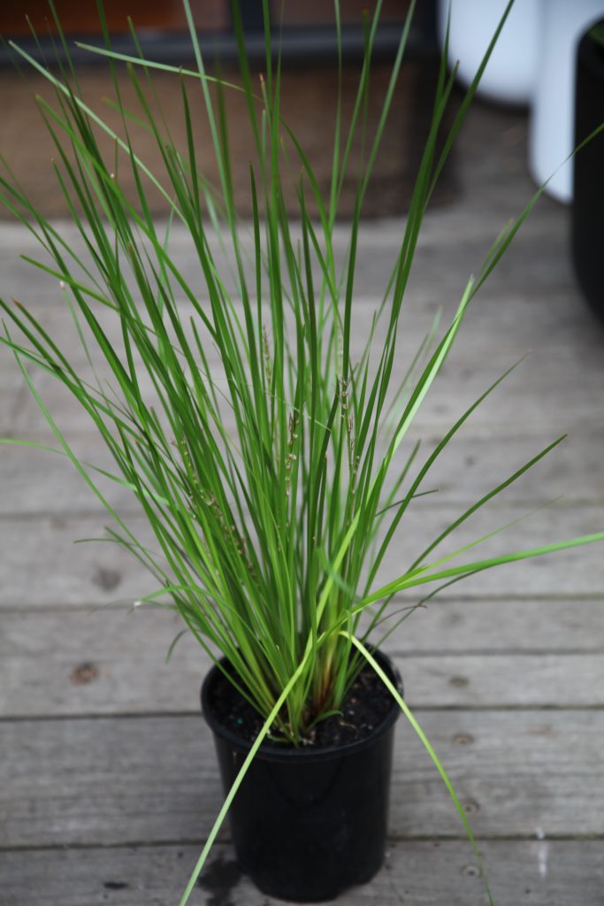 Lomandra Tanika 14cm - Melbourne Plant Nursery | TheTreeShop