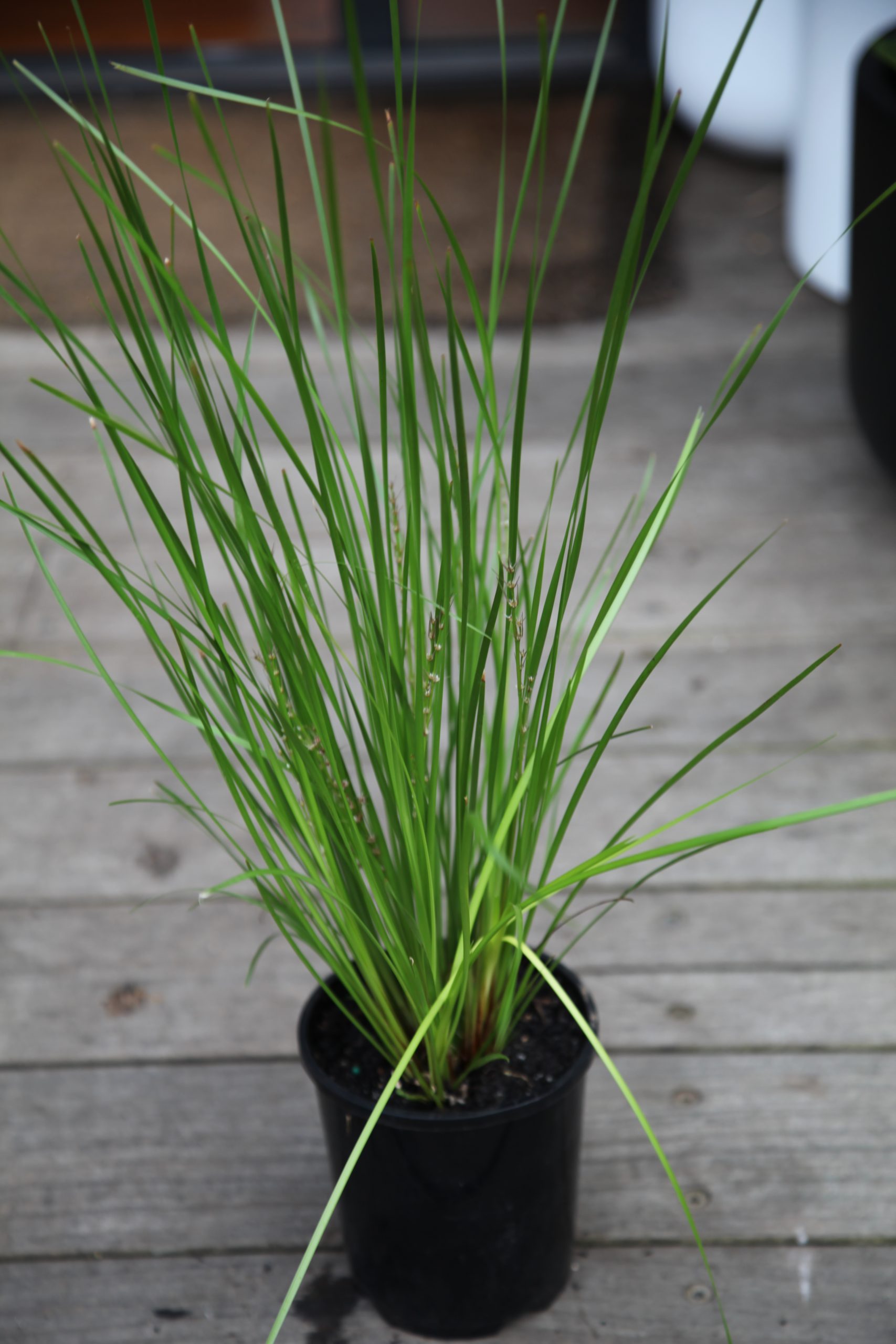 Lomandra Tanika 14cm - Melbourne Plant Nursery | TheTreeShop