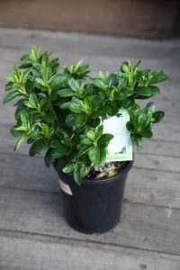 Azalea Alba Magnifica - Buy Plants Online Melbourne Australia
